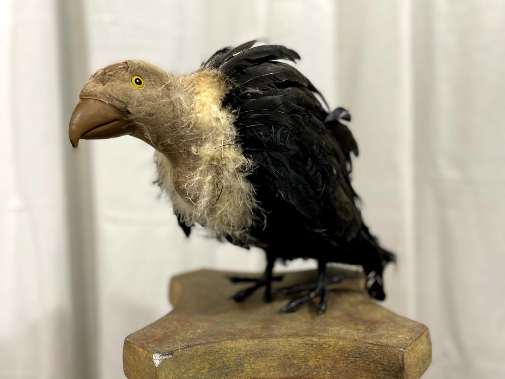 MOLTING BLACK VULTURE MINIATURE
